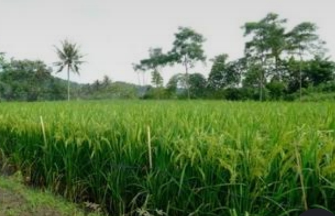 Asuransi Usaha Tani Padi , Lindungi Petani - UNIMMA FM Asuransi Usaha Tani Padi , Lindungi Petani - UNIMMA FM